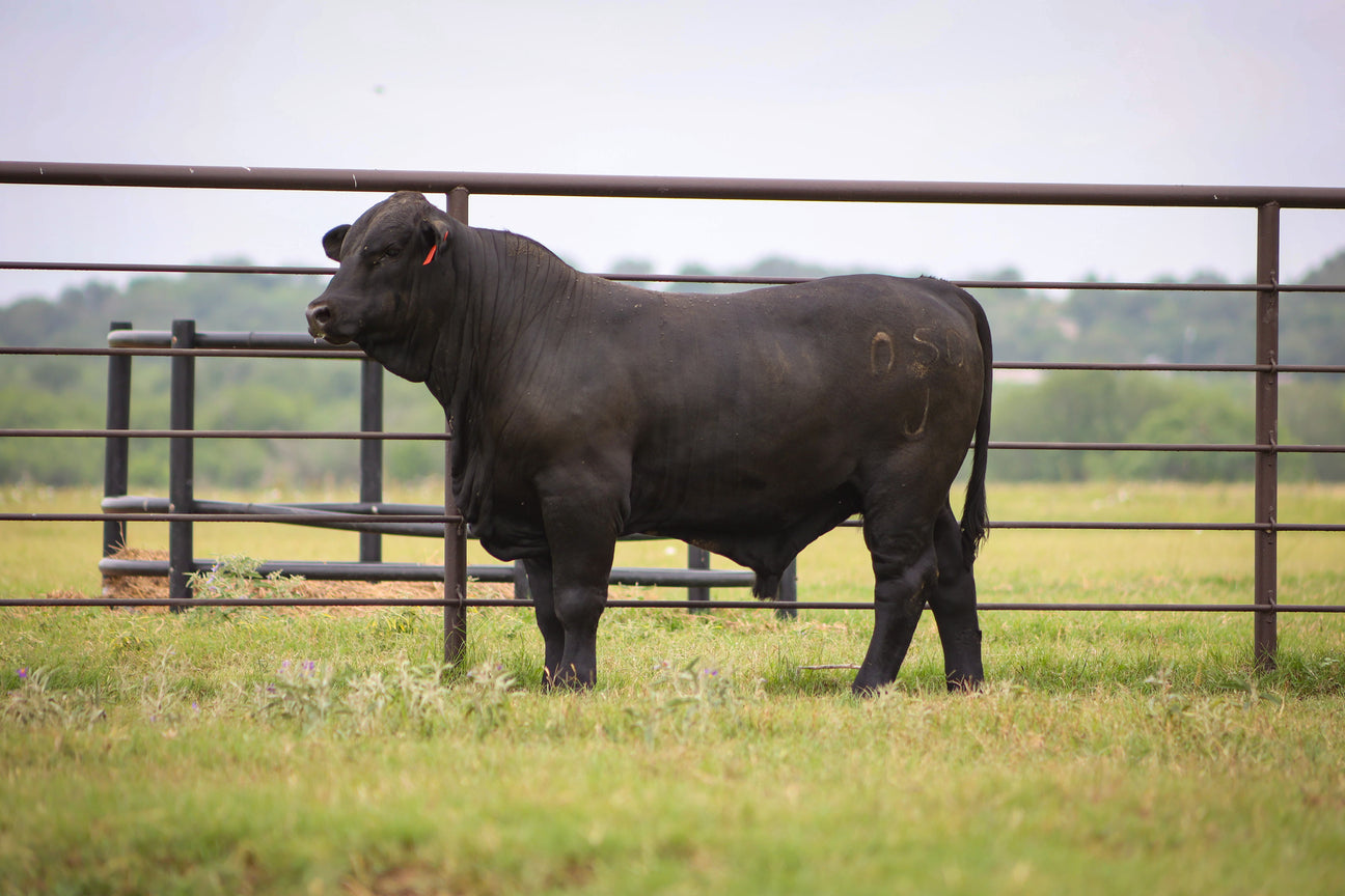 Bulls – Tuna Rosa Ranch