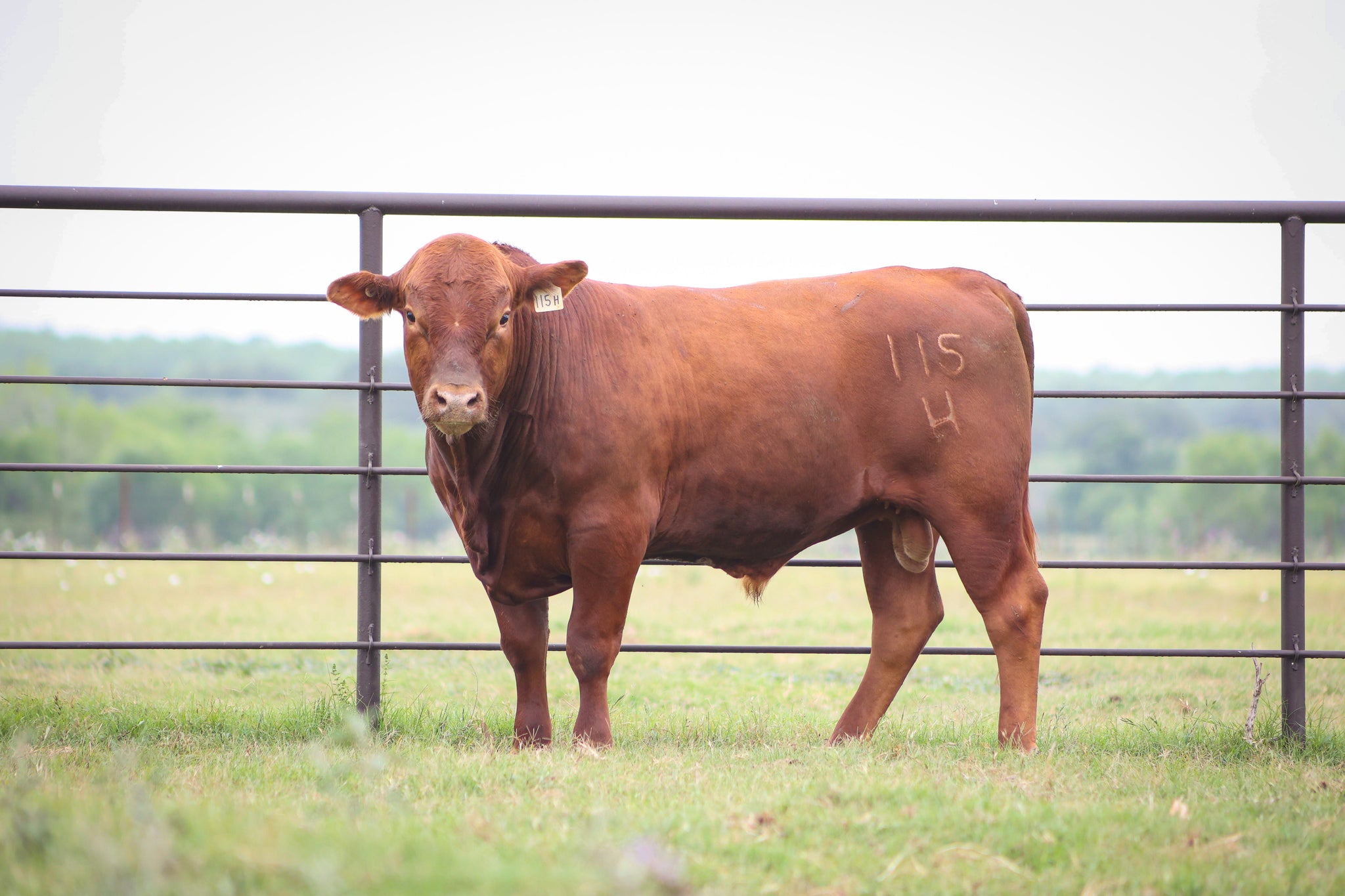 Bulls – Tuna Rosa Ranch