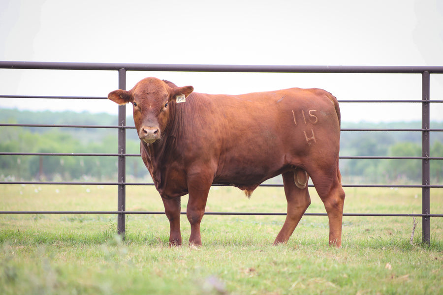 Bulls – Tuna Rosa Ranch