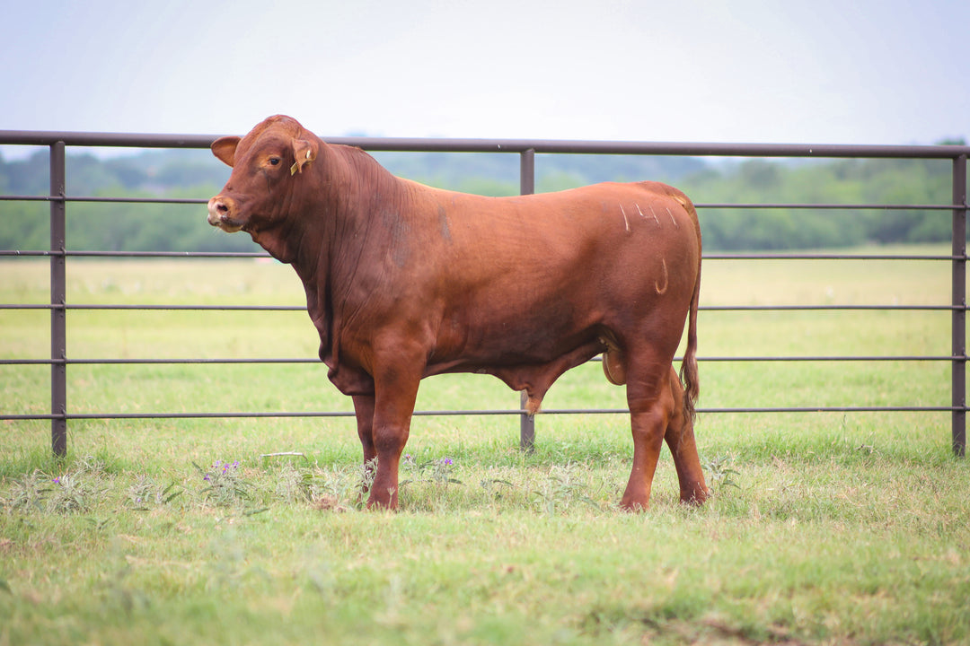 Bulls – Tuna Rosa Ranch