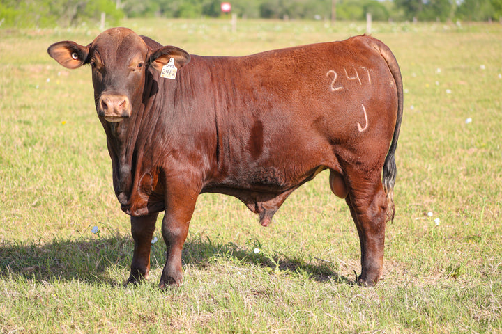 Bulls – Tuna Rosa Ranch