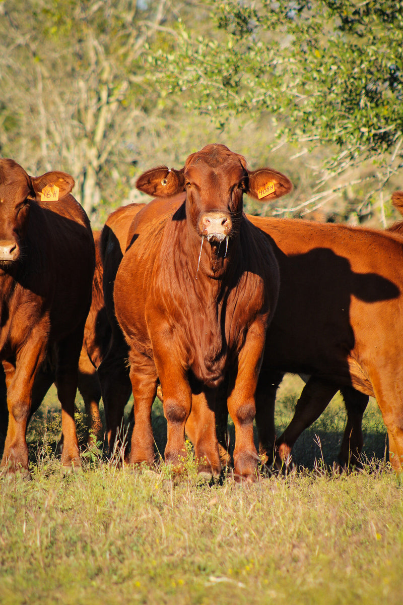 TR JE MS 112D 408H *SOLD* – Tuna Rosa Ranch